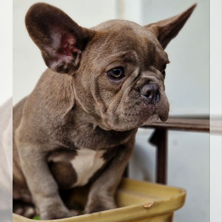 Голубая очаровательная куколка