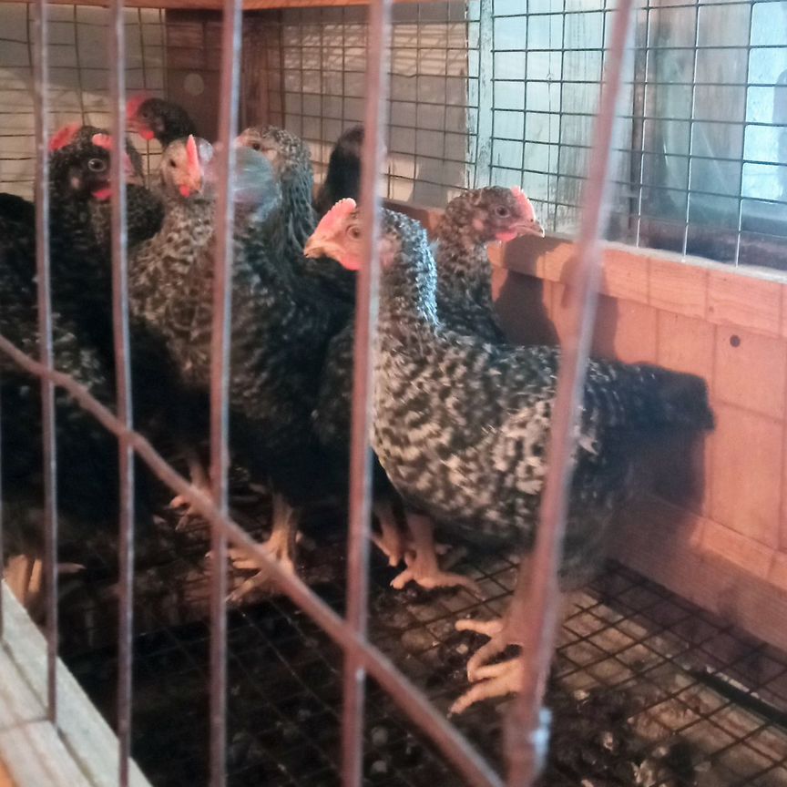 Куры несушки продам