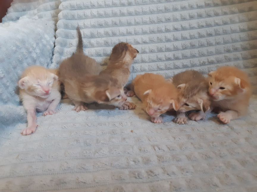 Ориентальные котята