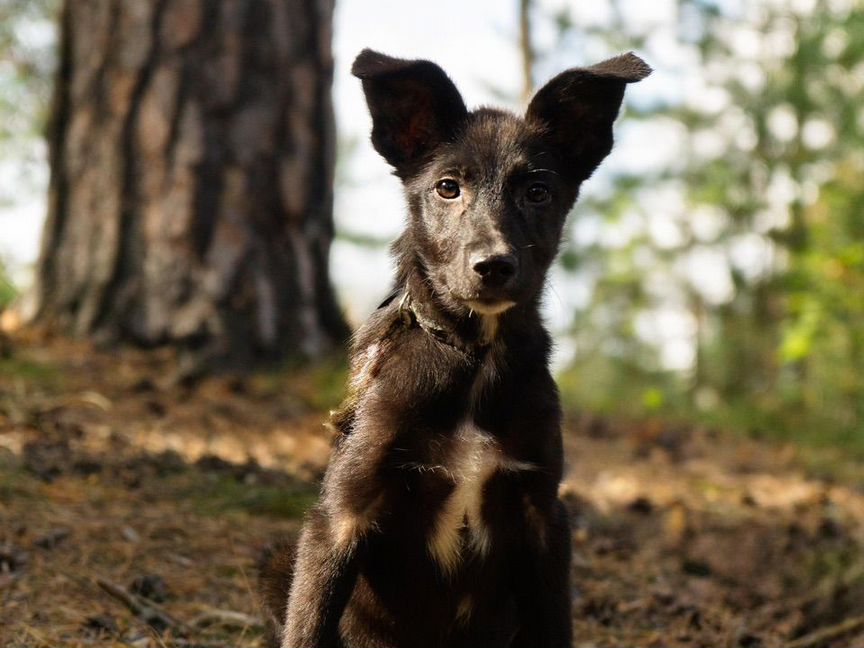 Нежный Элвис для уюта