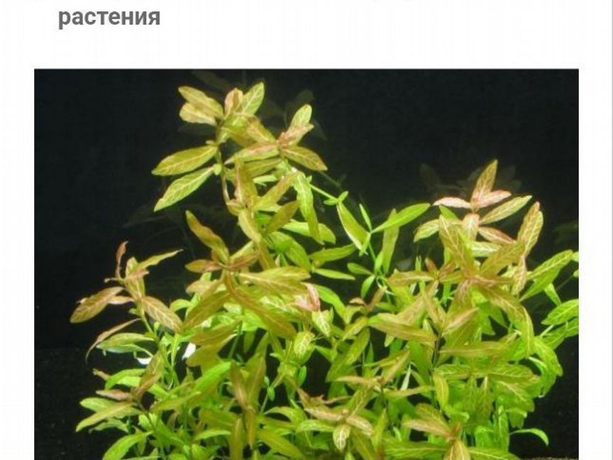 Аквариумные растения прополка