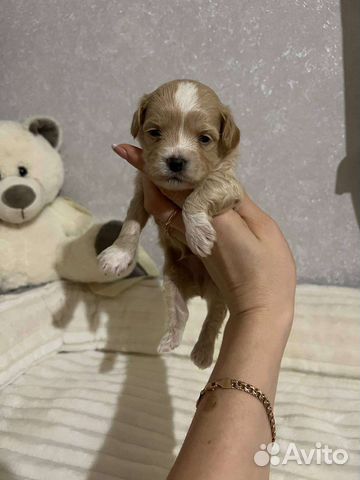 Мальтипу Ф1 мини мальчик Биколор карамель/белый