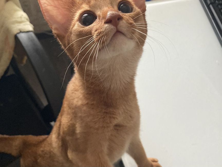 Абесинский котенок
