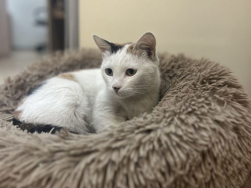 Кошка Ниса в добрые руки