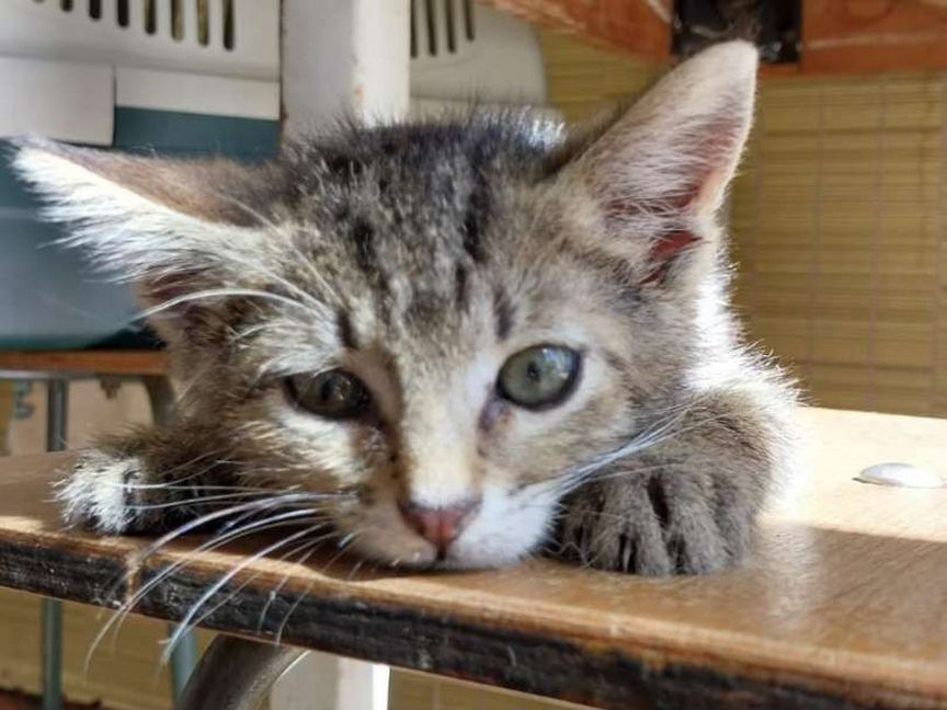 Кошка в дар бесплатно