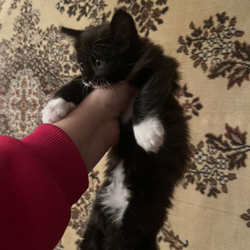 Котенок в добрые руки
