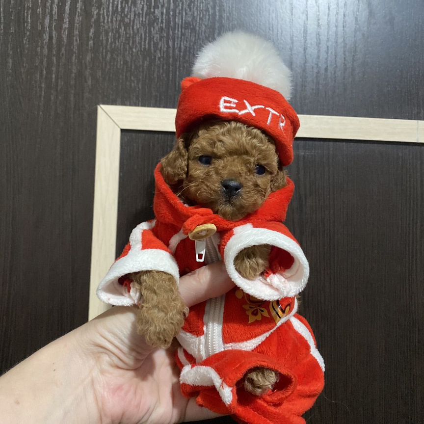 Красавчик той пуделек 1 мес