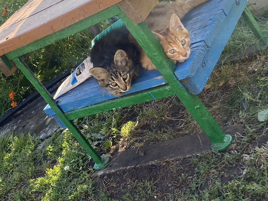 Котята в добрые руки даром