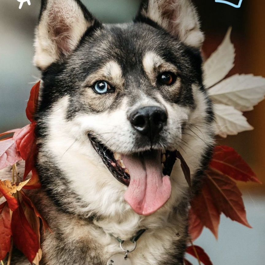 Сибирский хаски, взрослый пёс