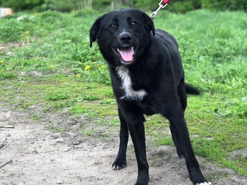 Собака Звёздочка в добрые руки