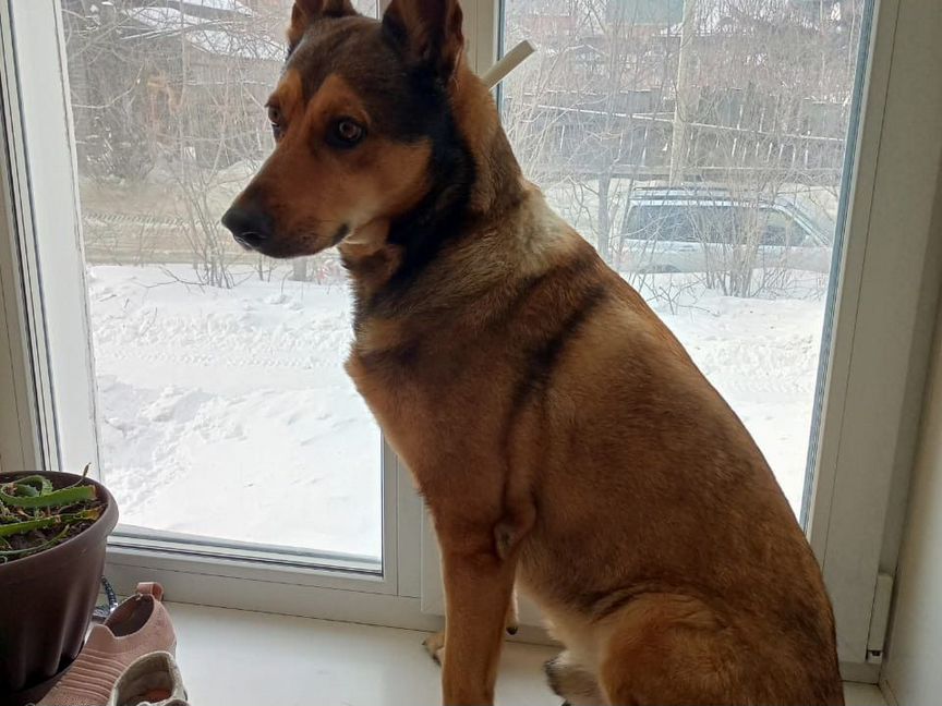 Отдам собаку в добрые руки