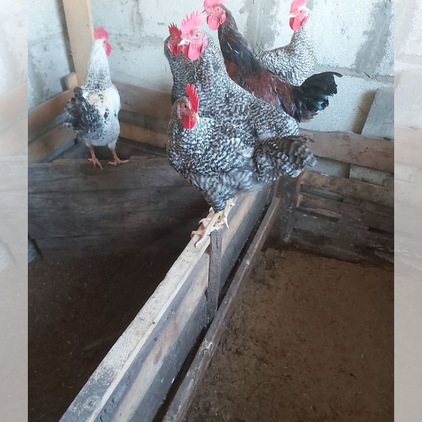 Петухи Чешский Доминант
