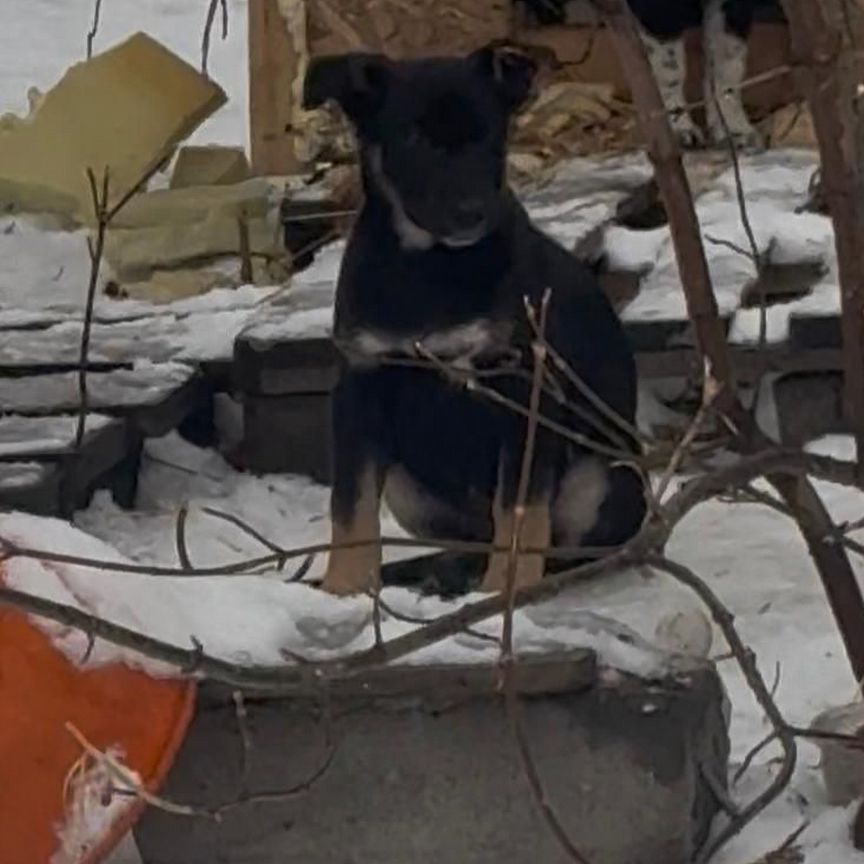 Щенок в добрые руки