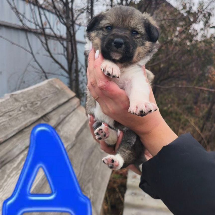 Щенок в добрые руки