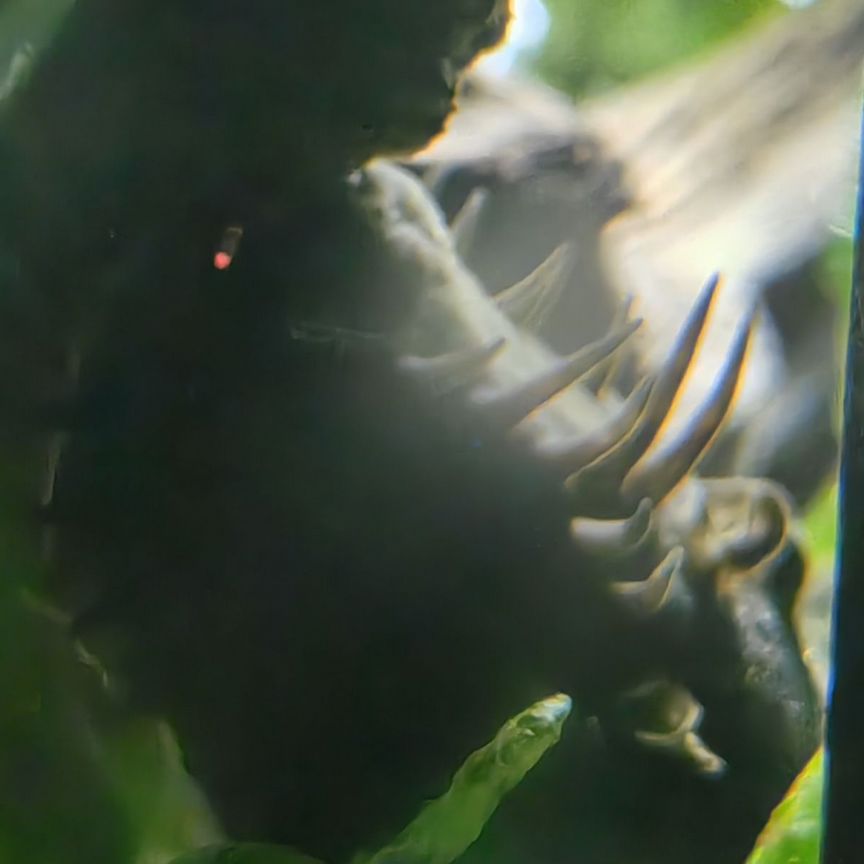 Сомы анциструса, улитки ампулярии