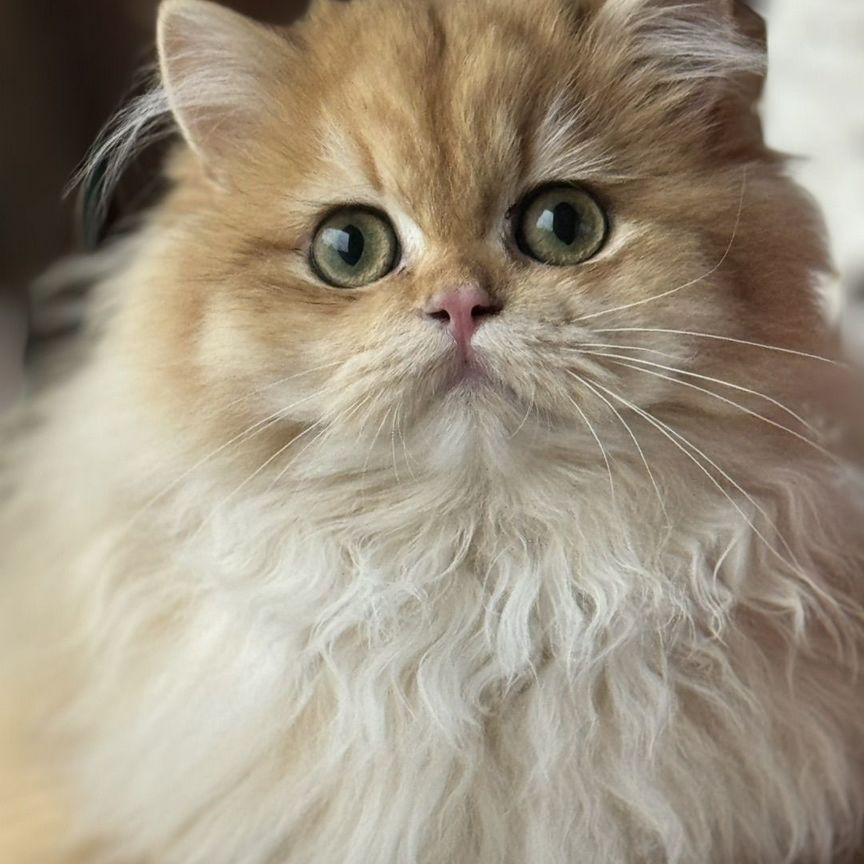 Хайленд страйт, ny12