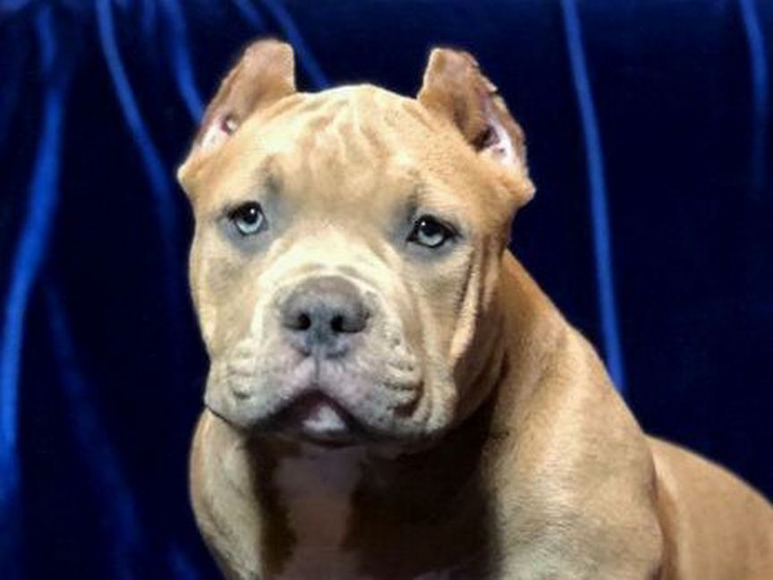 Щенки американского булли