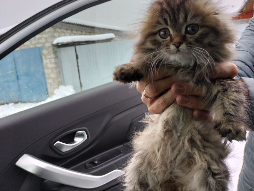 Отдам котенка,шотландская вислоухая,папа на фото