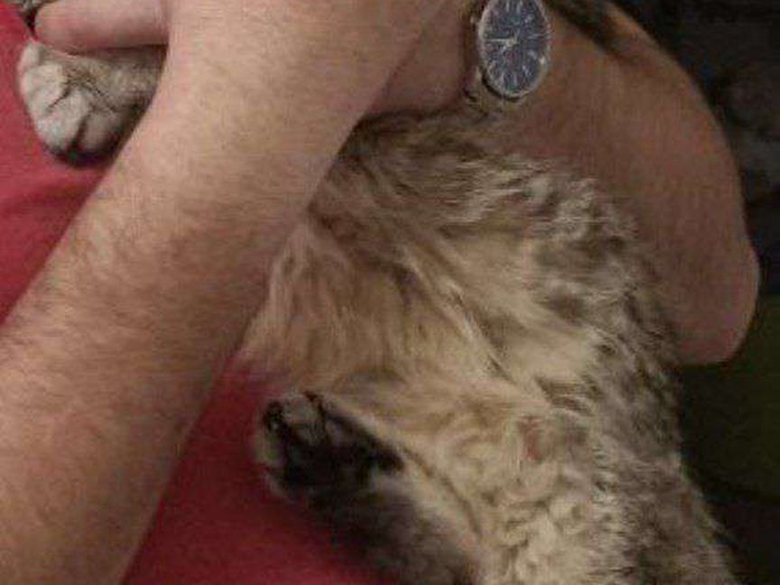 Шотландская золотая шиншилла