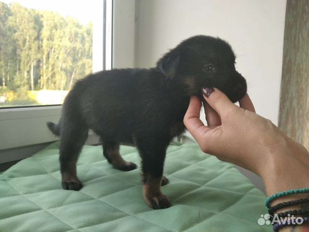 Щенок в добрые руки