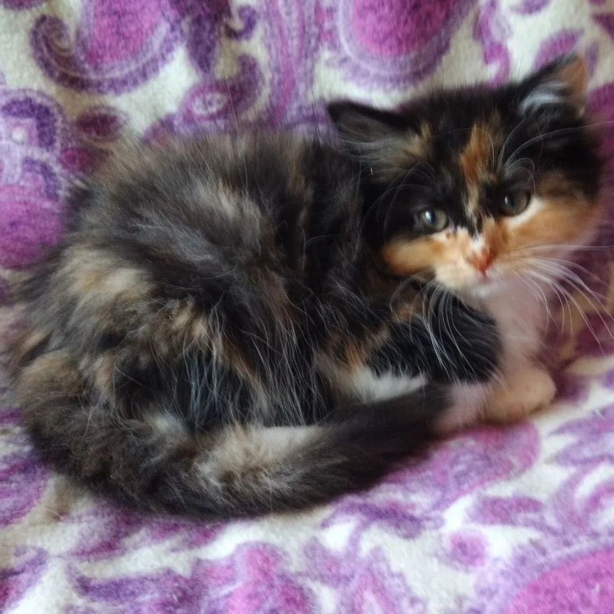 Сибирский котёнок