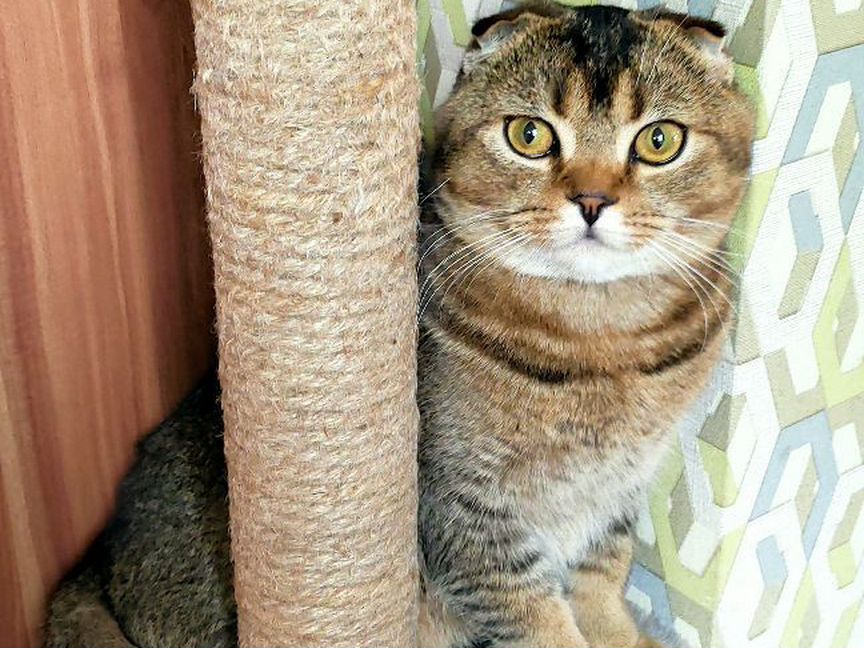 Шотландский кот с документами