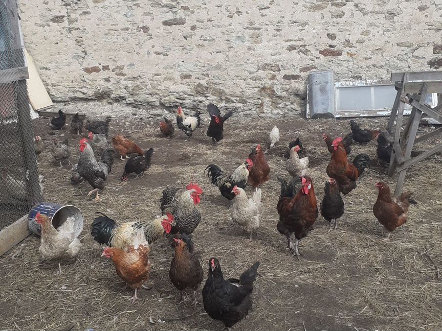 Куры несушки