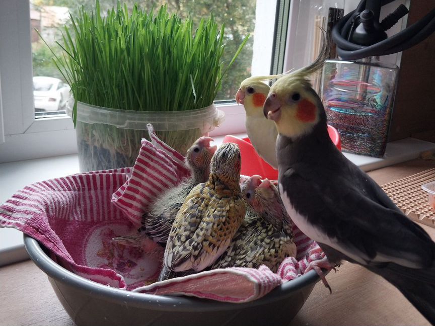 Птенцы корелла бронь