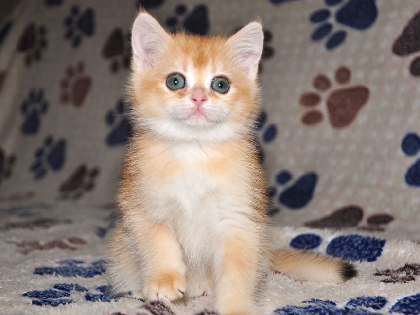 Британская шиншилла(девочка)