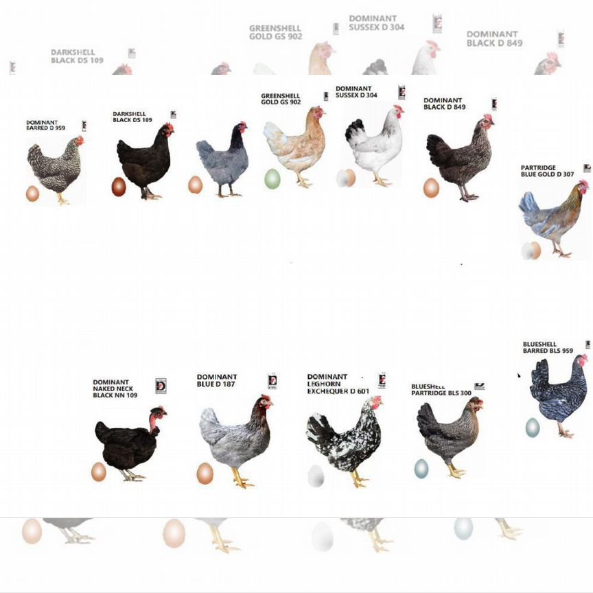 Цыплята несушек доминант