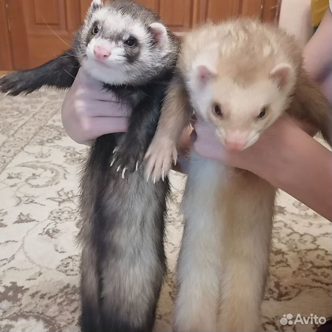 Домашние хорьки