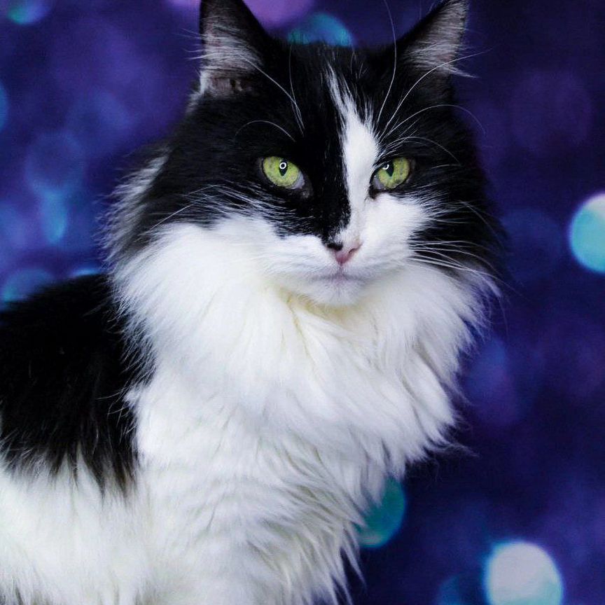 Кошка в добрые руки