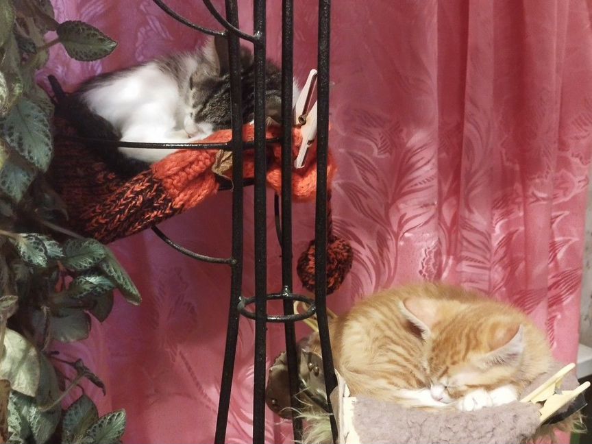 Милые котята