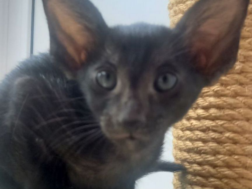 Ориентальный котенок девочка