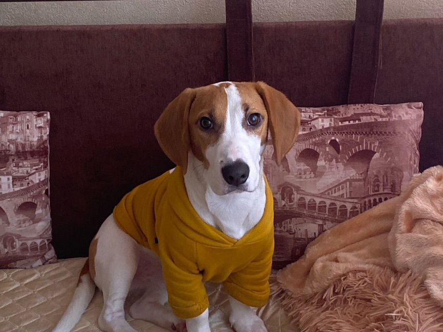 Продажа животных собака