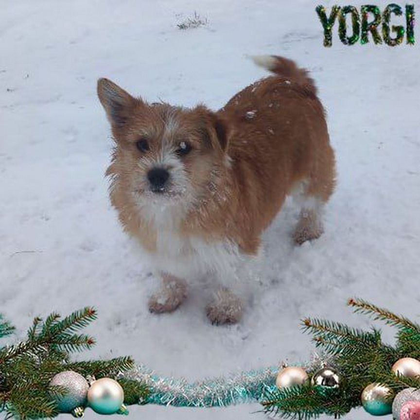 Щенок от частного владельца