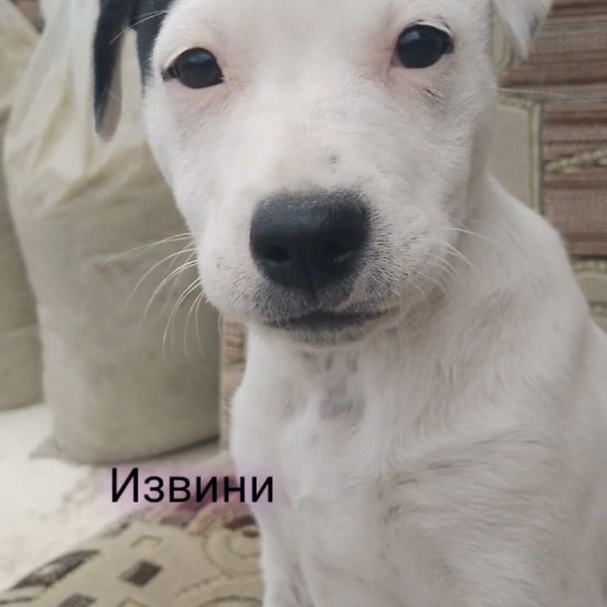 Собака в добрые руки