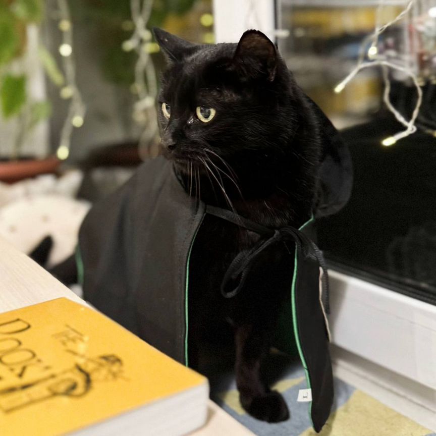 Взрослый кот в добрые руки