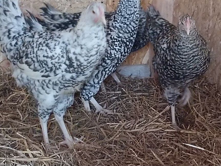 Птица, пушкинской породы