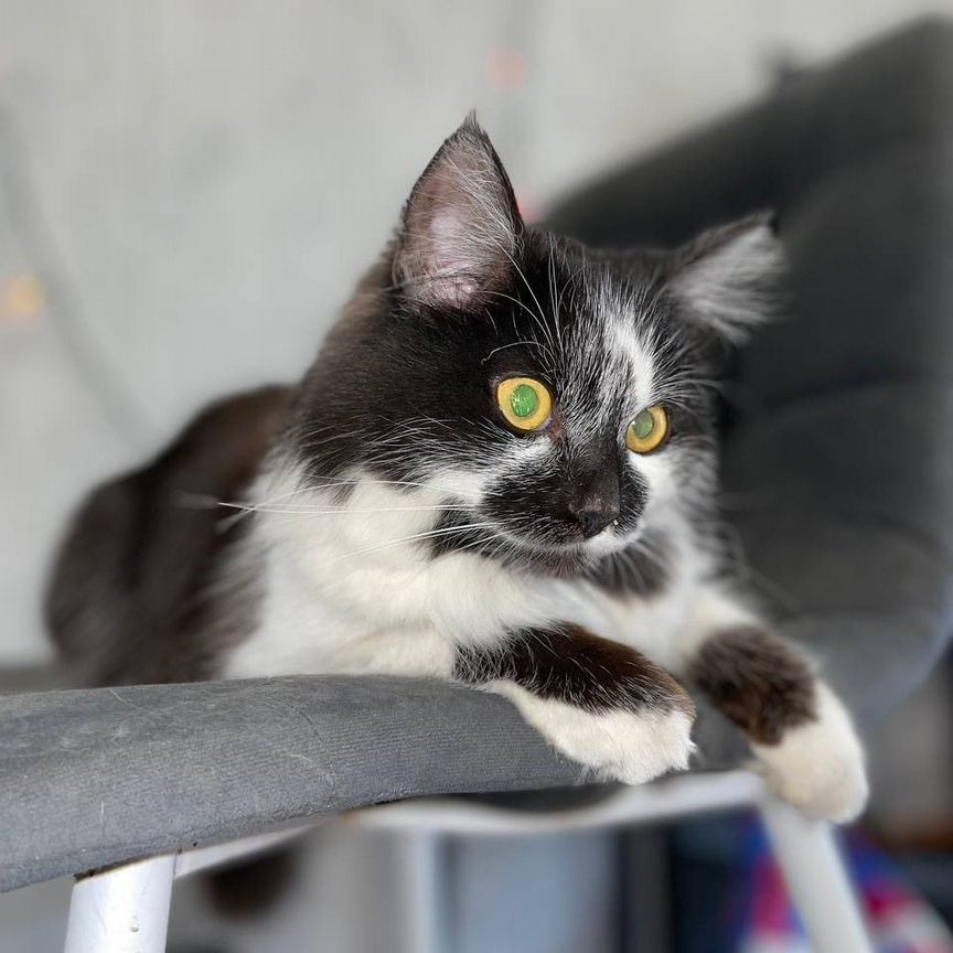Кошка