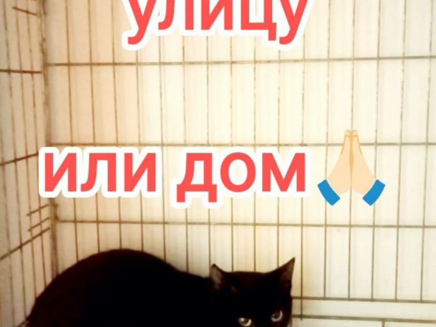 Несчастной кошечке нужен дом