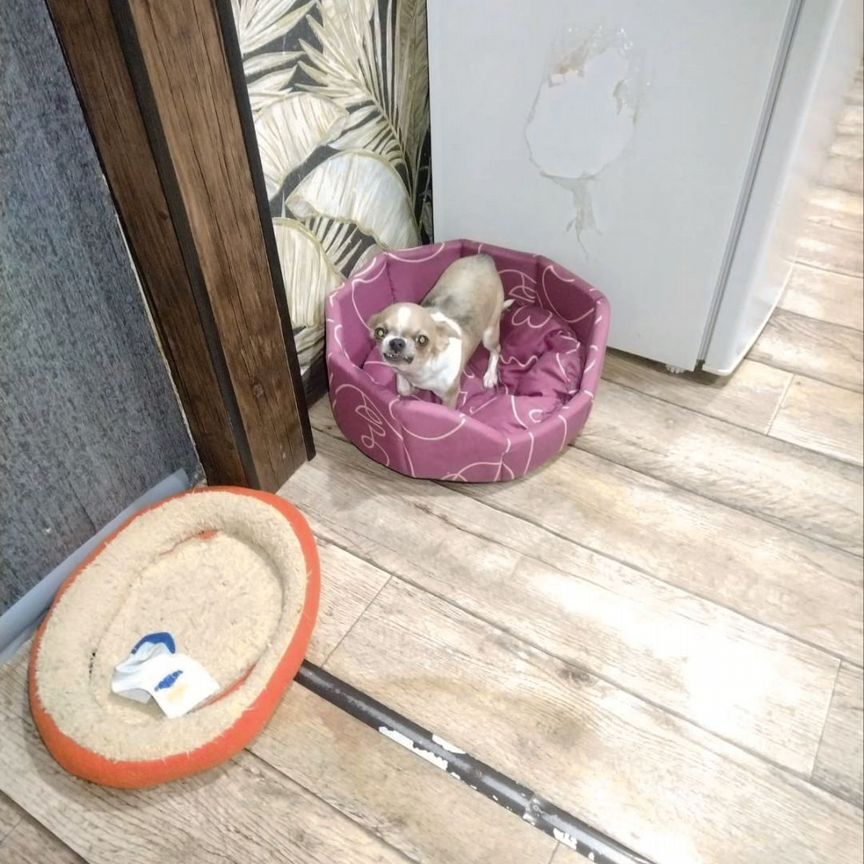 Продам сабачку