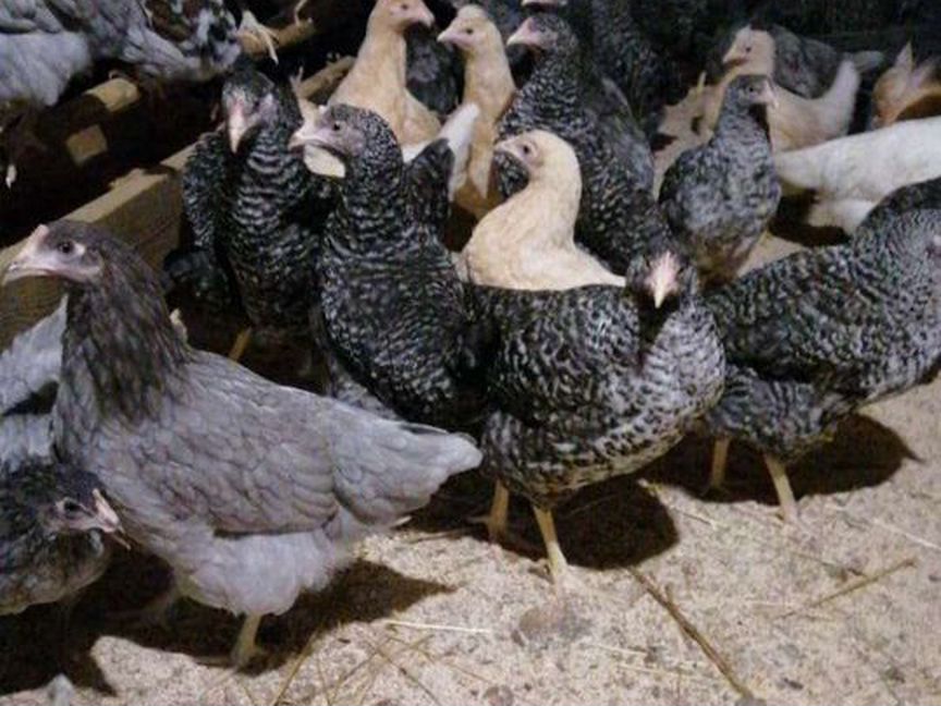 Кура несушка молодка Доминант