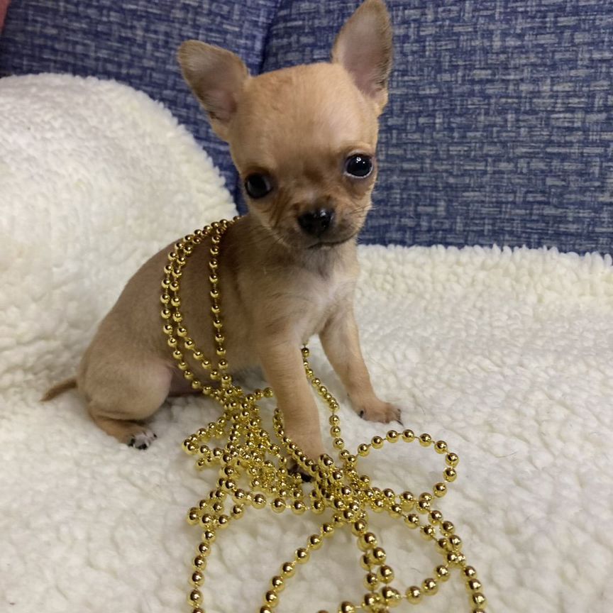 Чихуахуа мини мальчик