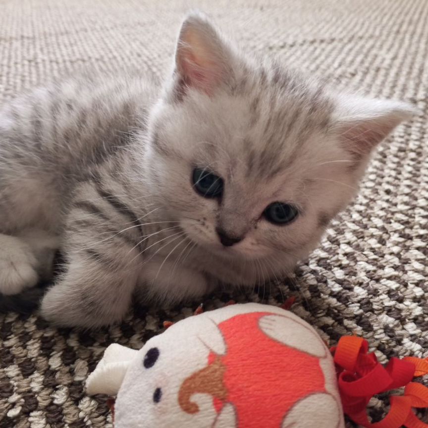 Британский короткошёрстный котёнок