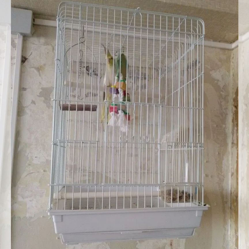 Попугай корелла с клеткой