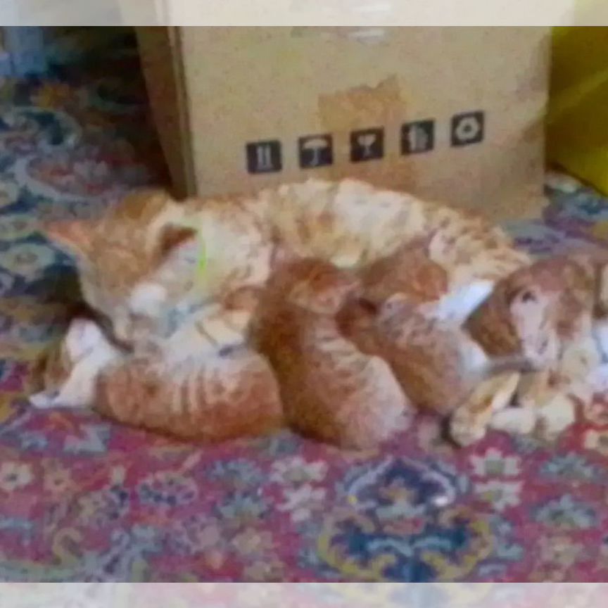 Котёнок в добрые руки