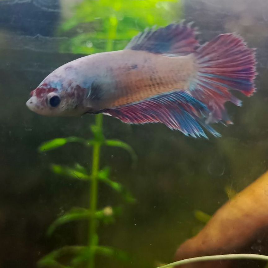 Аквариумные рыбки петушок