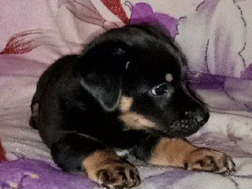 Щенки пинчера