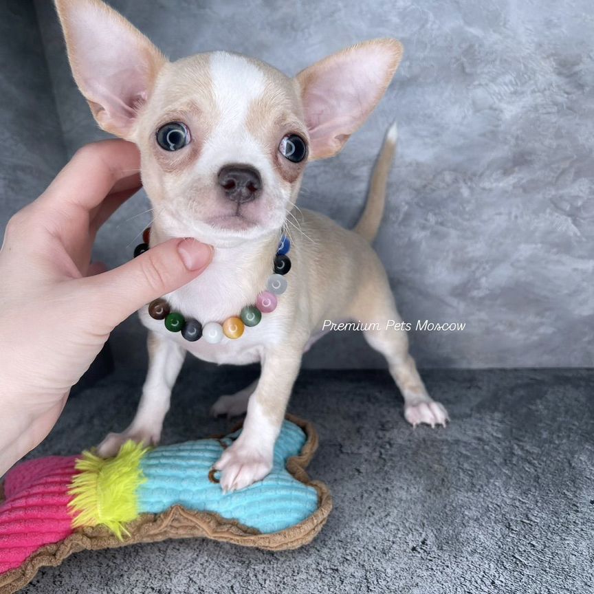 Мини мальчик Чихуахуа
